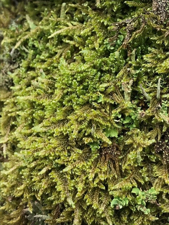 Lembophyllum divulsum. Swamp moss. - Herbs and Remedies